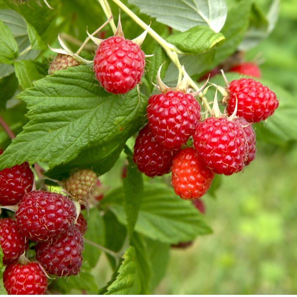 Benih Buah Raspberry Merah Unggul Premium - Benih Seribuan