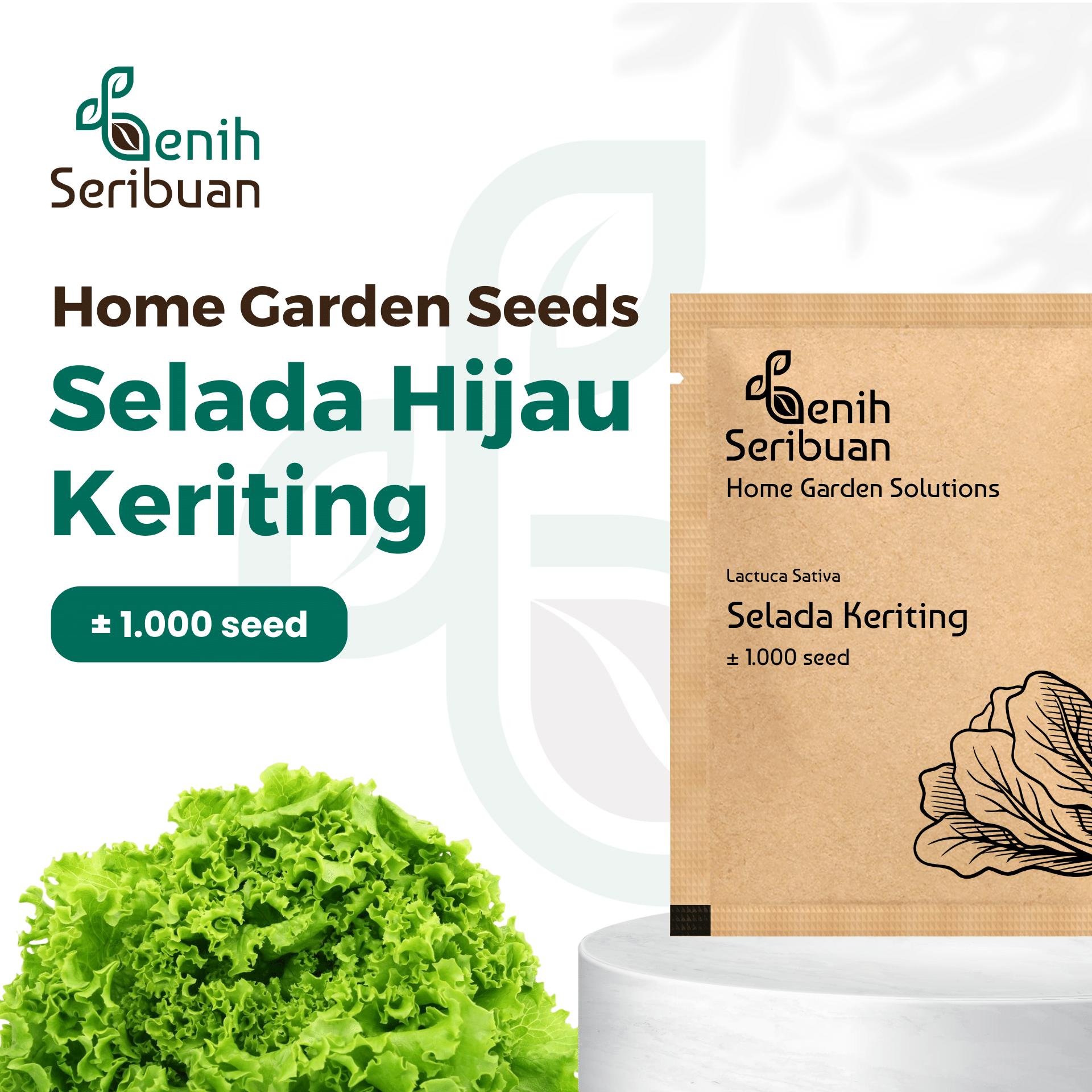 Benih Selada Hijau - Benih Seribuan